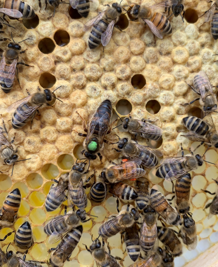 Complete Colony - Single Brood Chamber Hive – Humble Bee